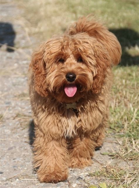 Image result for Golden Cavapoo
