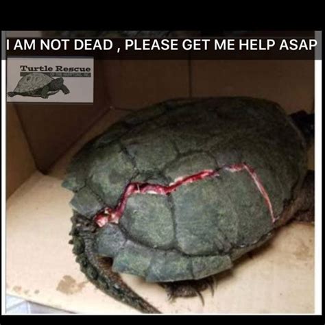 Image result for How to Clean a Dead Turtle Shell Out