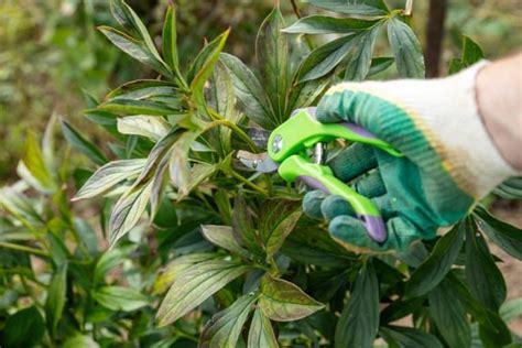 Image result for Pruning Tree Branches Spring