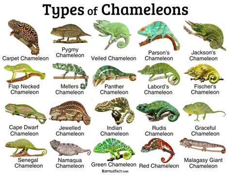 Image result for Types of Lizards Names