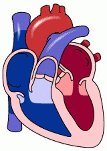 Image result for Heart Pumping Animation