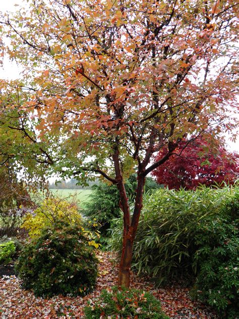 Image result for Gingerbread Maple Tree
