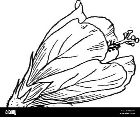 Self pollination diagram hi-res stock photography and images - Alamy