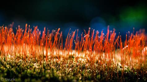 Image result for Alien Grass