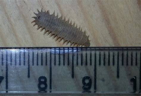 Image result for Bot Fly Larvae in Animals