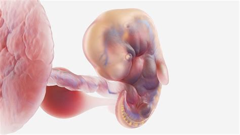Image result for Embryo Development
