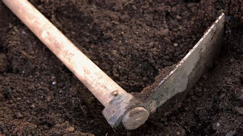 Image result for Planting in Humus