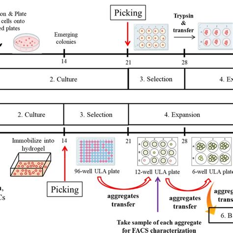 Image result for Reprogramming Diagram