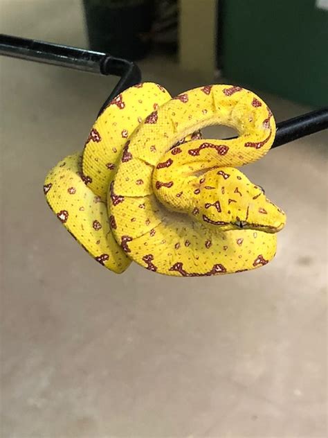 Image result for Green Tree Python Babies