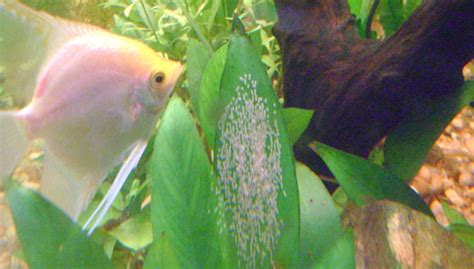Image result for Angelfish Breeding