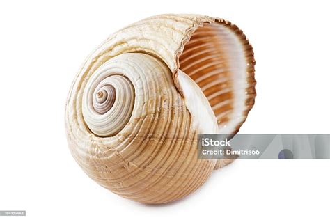 Image result for How to Remove Conch Shell