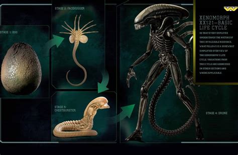 Image result for Xenomorph Types List