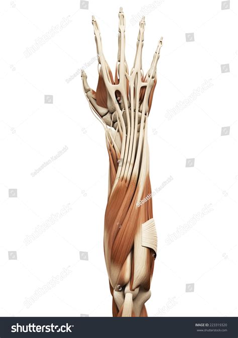 Image result for Lumen Learning Arm Muscle