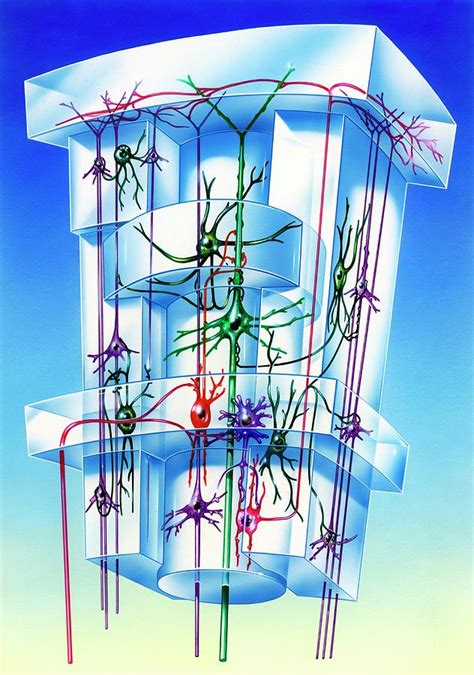 Image result for Cell Cortex