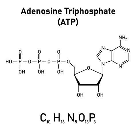 Image result for ATP Structural Formula
