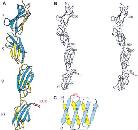 Image result for Fibronectin Domain Structure