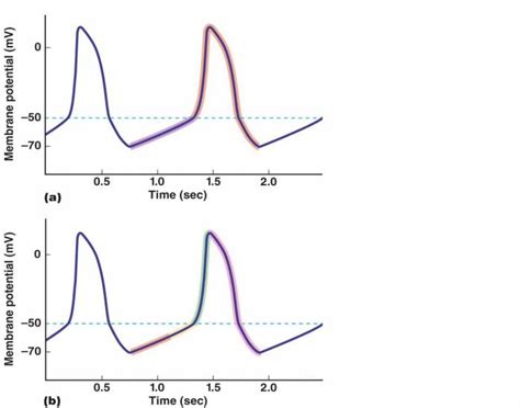 Image result for Pacemaker Potential
