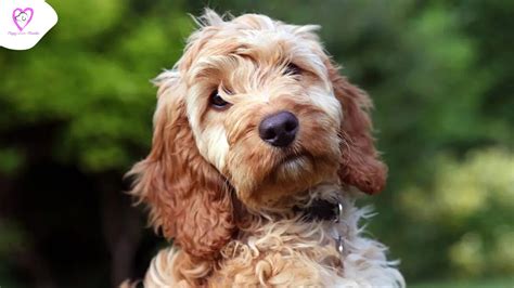 Image result for Cockapoo Caring