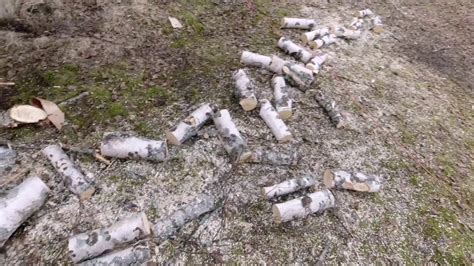 Image result for Tree Pull Fail