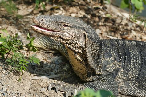 Image result for A Monitor Lizard