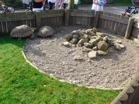 Turtle habitat, Tortoise habitat, Sulcata tortoise
