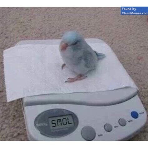 Image result for Random Cat Memes Clean