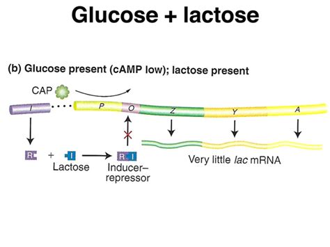 Image result for Lac Operon Animation