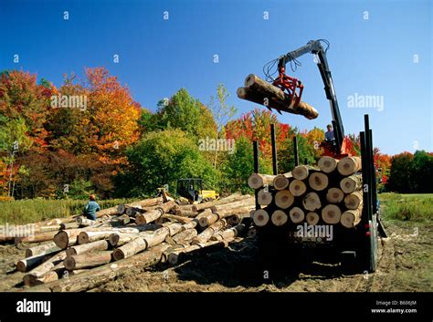 Image result for Selective Logging