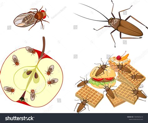 Image result for Cockroach Eating Food