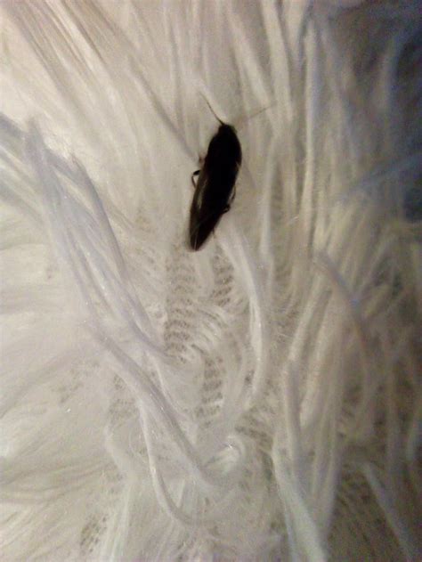 Image result for Cockroach Ontario