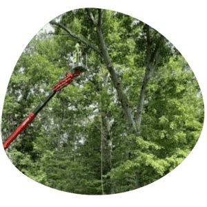 Image result for Tree Shaping Practices