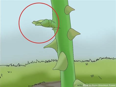 Image result for How to Prune Knockout Roses in Spring