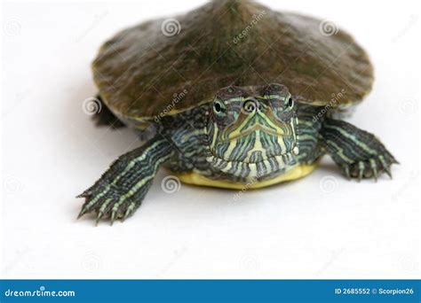 Image result for Red Eared Slider Turtle