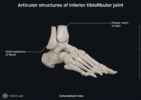 Inferior tibiofibular joint | Anatomy.app - Face Surgery