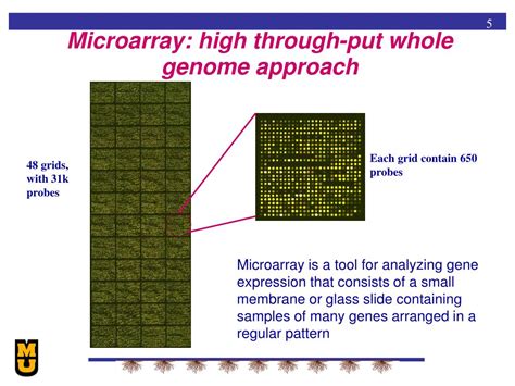 Image result for Microarray Gene Expression