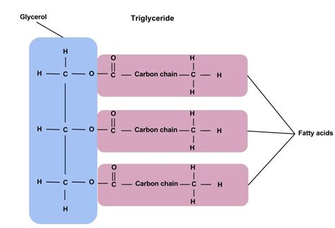 Image result for Phospholipid Structure Model