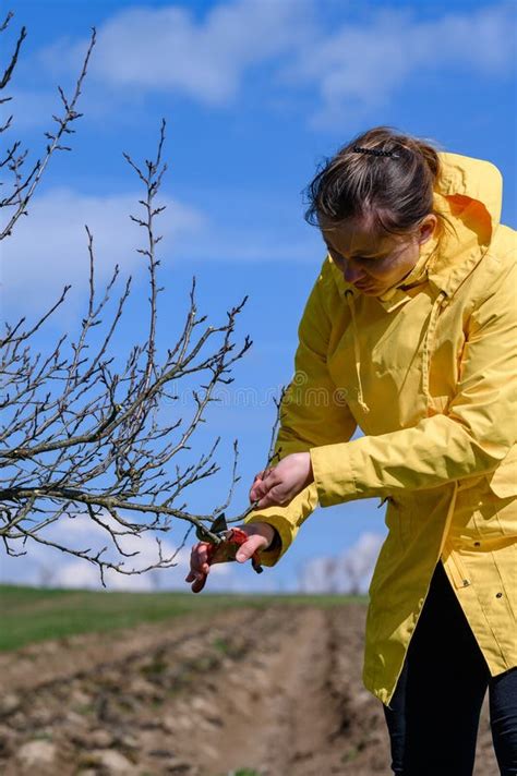 Image result for Pruning Fruit Trees Spring