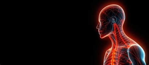 Image result for Side View Human