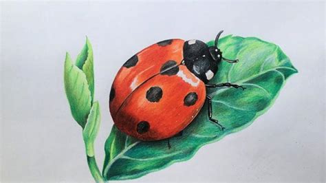 Image result for Ladybug Simple Drawing