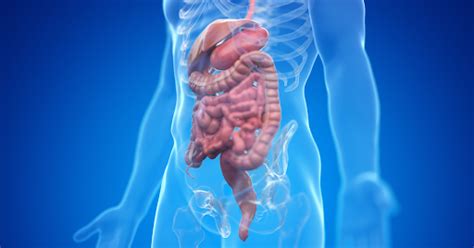 Image result for Endoscopy Small Intestine