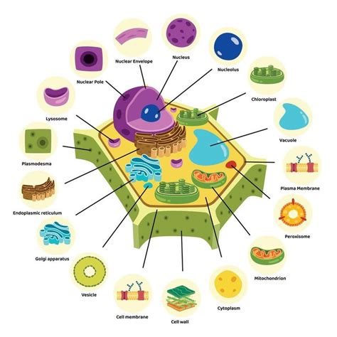 Image result for Plant Cell Structure and Function