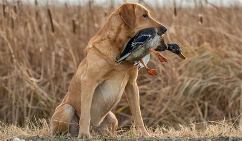 Image result for Dog Using Duck Call
