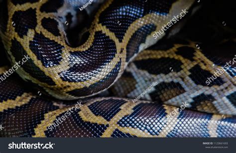 Image result for Reticulated Python Skin Pattern