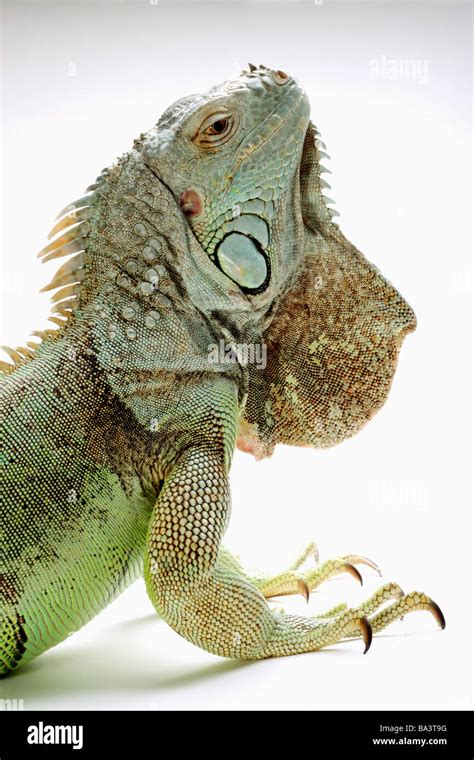 Lizard close up Stock Photo - Alamy