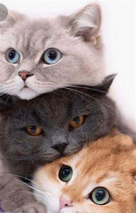 Image result for Chatons Mignons