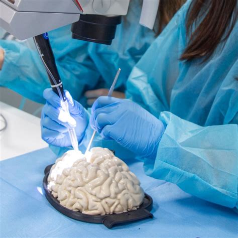 Image result for Nervous System Dissection