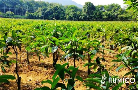 Image result for Bioflora Humic Acid