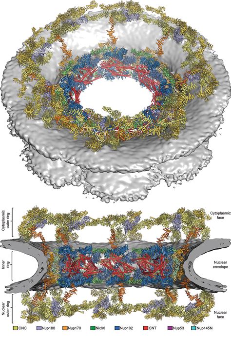 Image result for Model of Nuclear Pore Complex