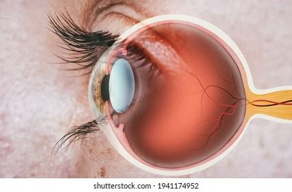 Image result for Side View Human