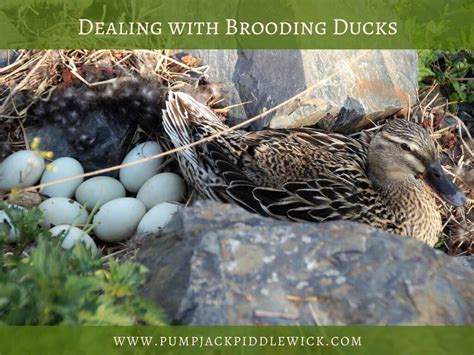 Image result for Brooding Ducks
